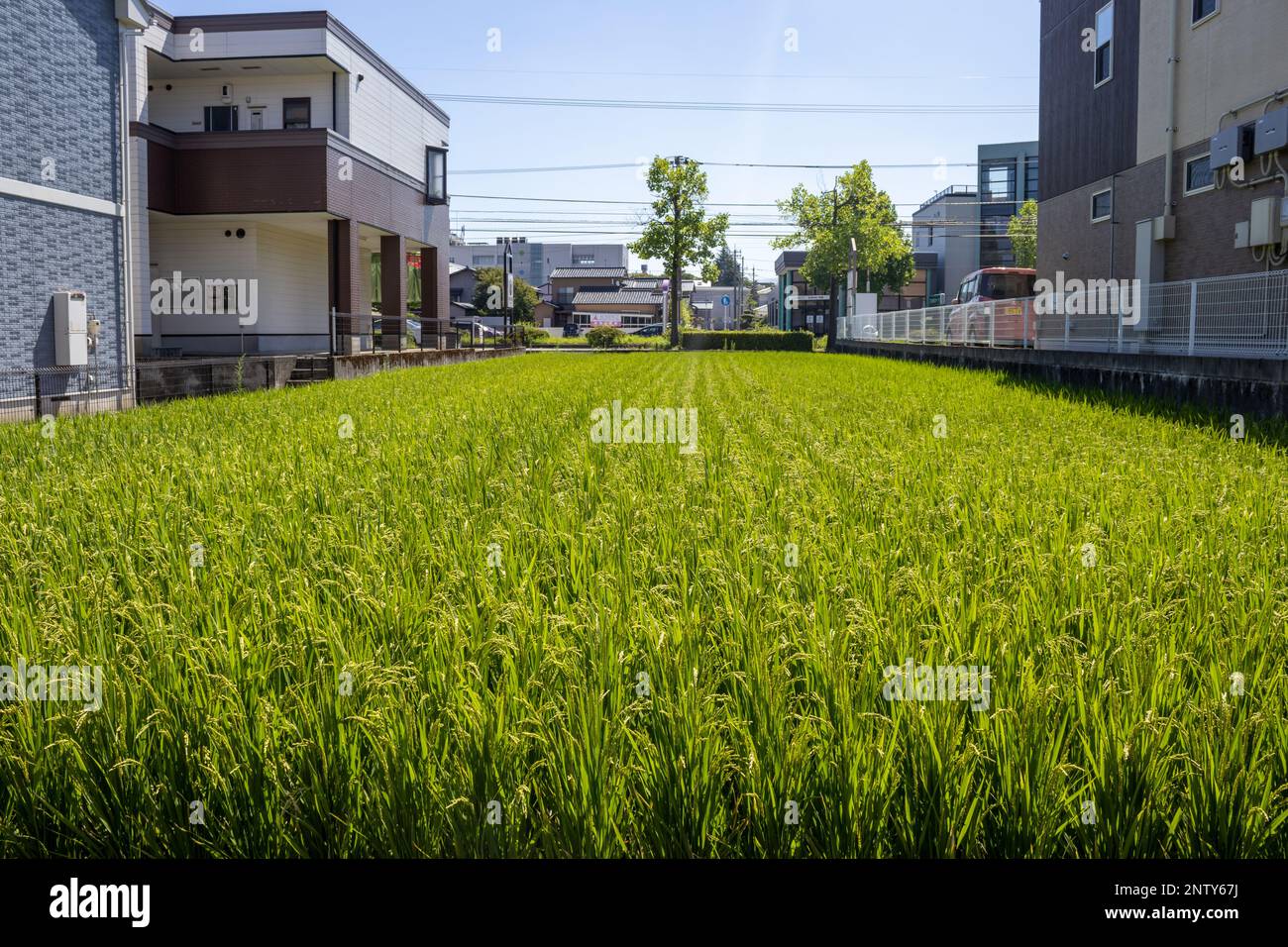Summer view of urban rice paddy field. Kanazawa, Japan Stock Photo - Alamy