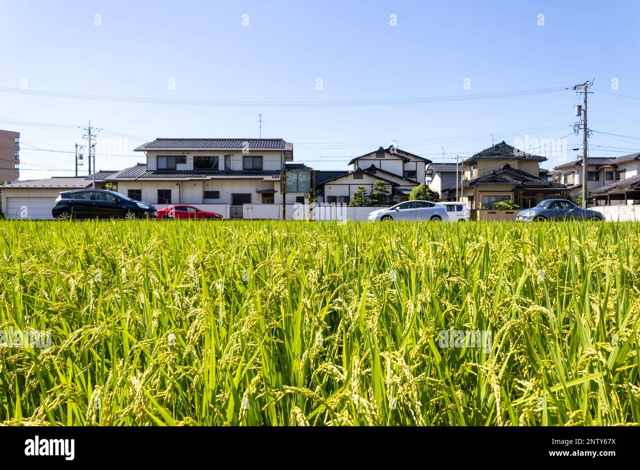 Summer view of urban rice paddy field. Kanazawa, Japan Stock Photo - Alamy