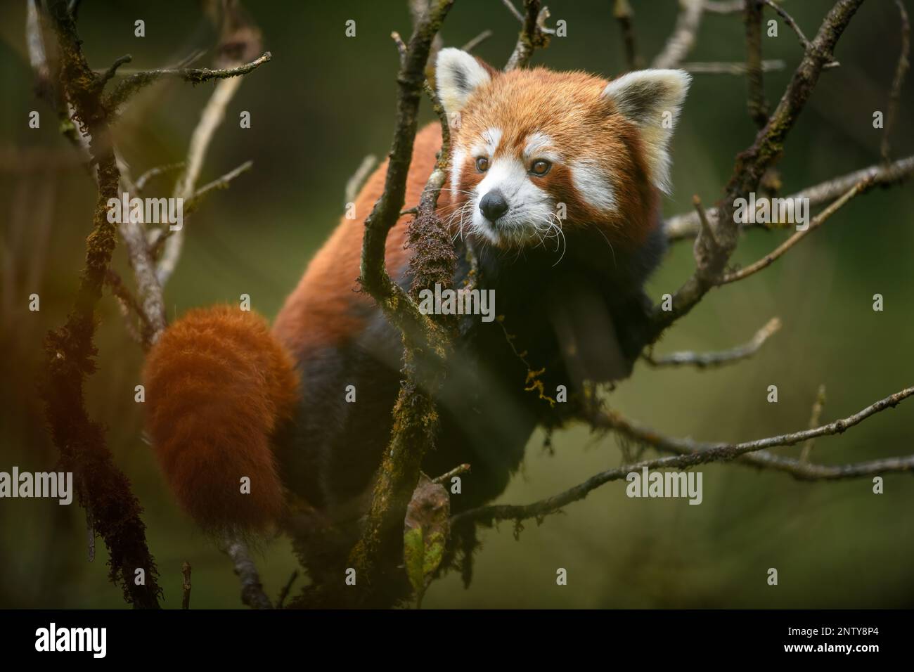 Full body portrait of a red panda female on a mossy oak nut tree at ...