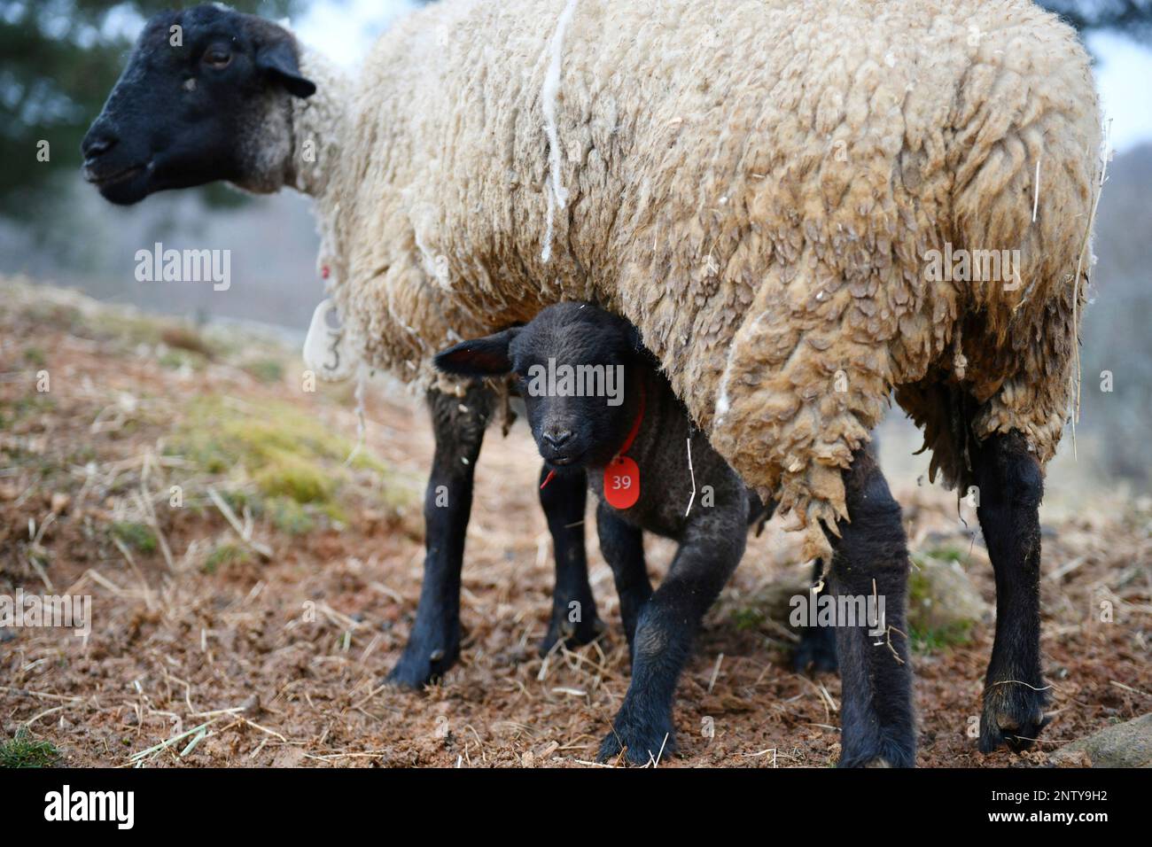A new-born lamb is pictured at a sheep farm, Mee Mee Farm, in Yamazoe ...