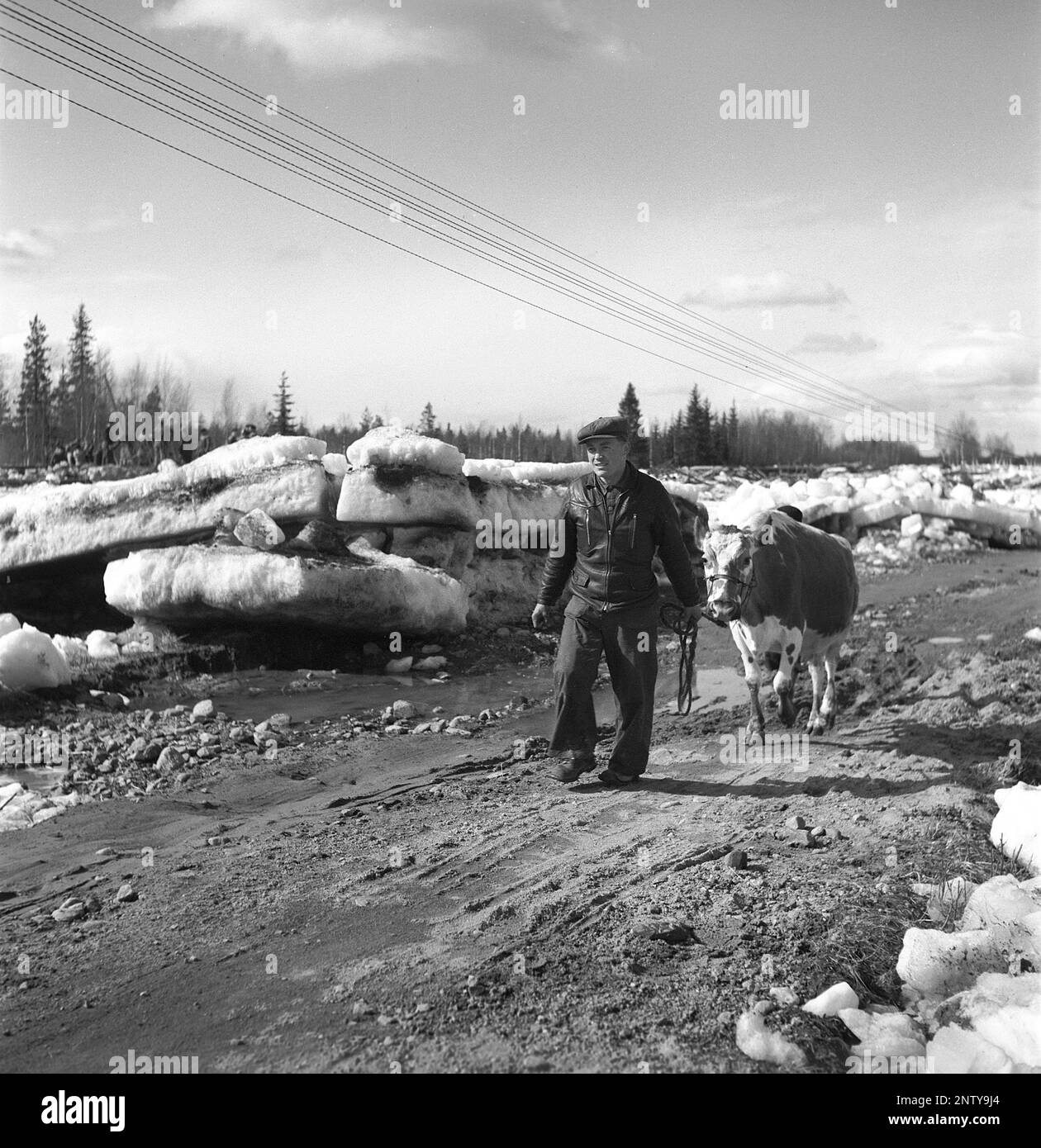 Natural disaster in the 1940s. In the early summer 20-23 may 1944, the ...
