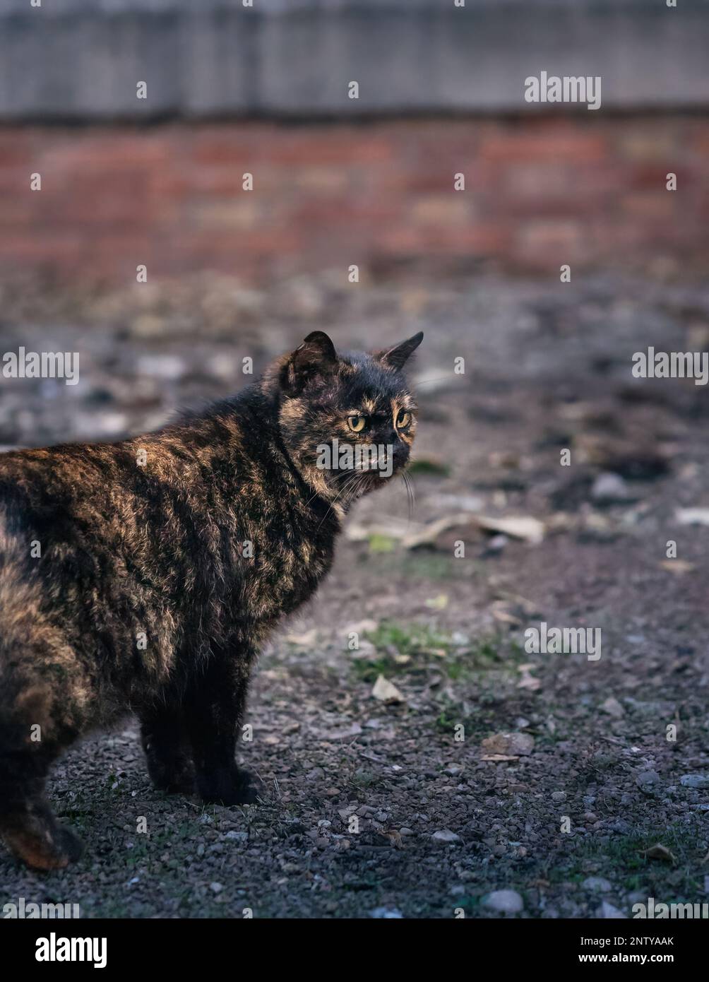 Stray cat on the street portrait, cat living on the streets ...