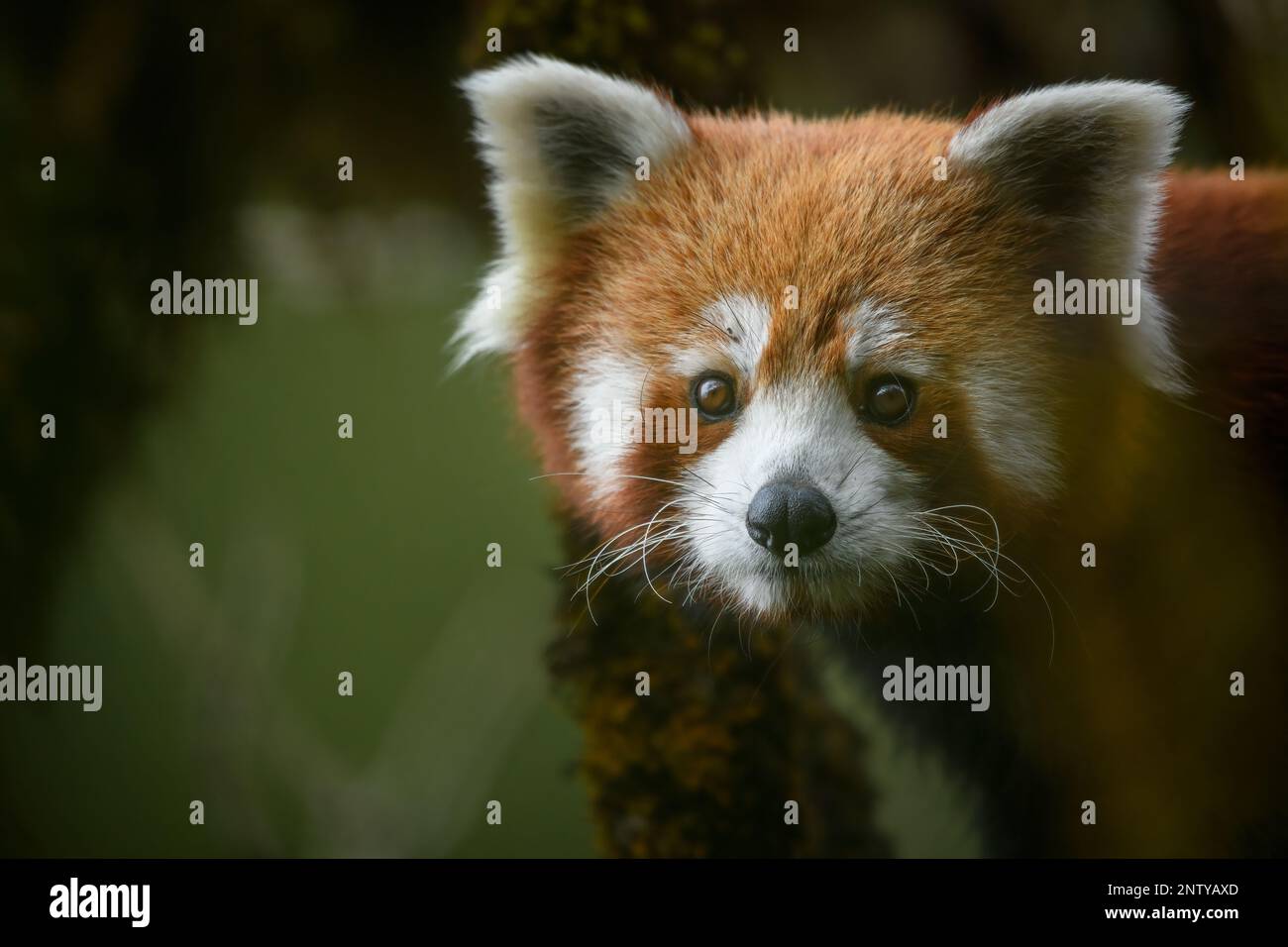 Close-up portrait of a red panda female on a mossy oak nut tree Stock ...