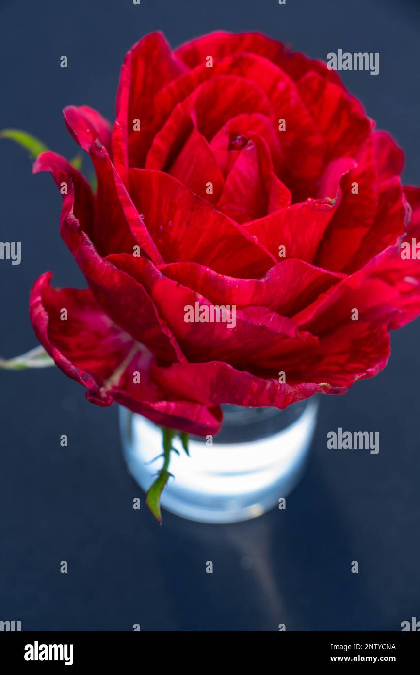 Scarlet birthday hi-res stock photography and images - Alamy