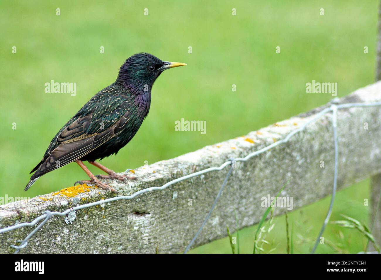 The common starling (Sturnus vulgaris), also known as the European ...