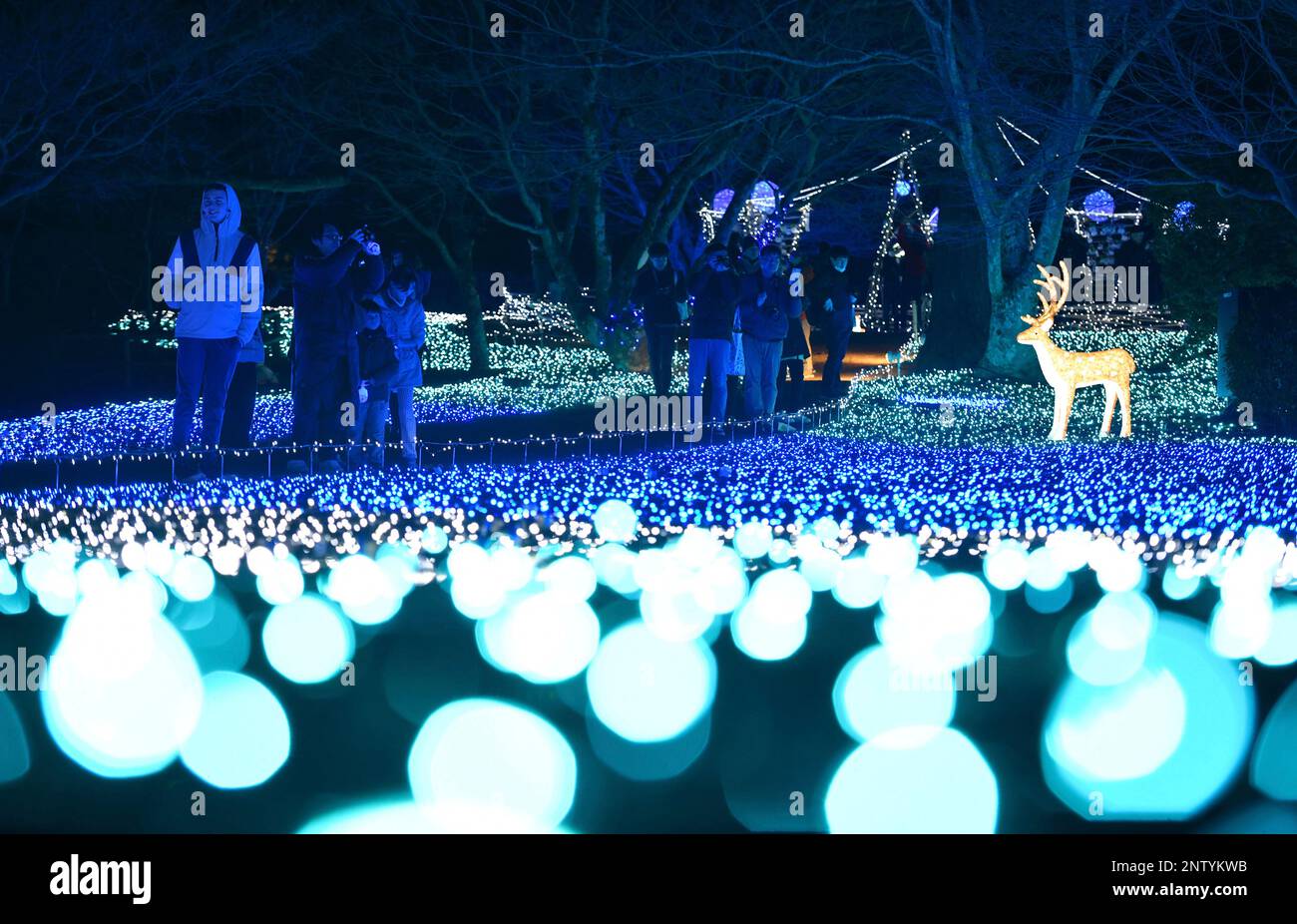 The Nara Park is illuminated with thousand of blue lights during the ...