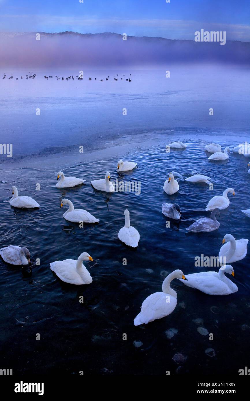 Whopper Swans (Cygnus cygnus) in Lake Kussharo,Akan National Park ...