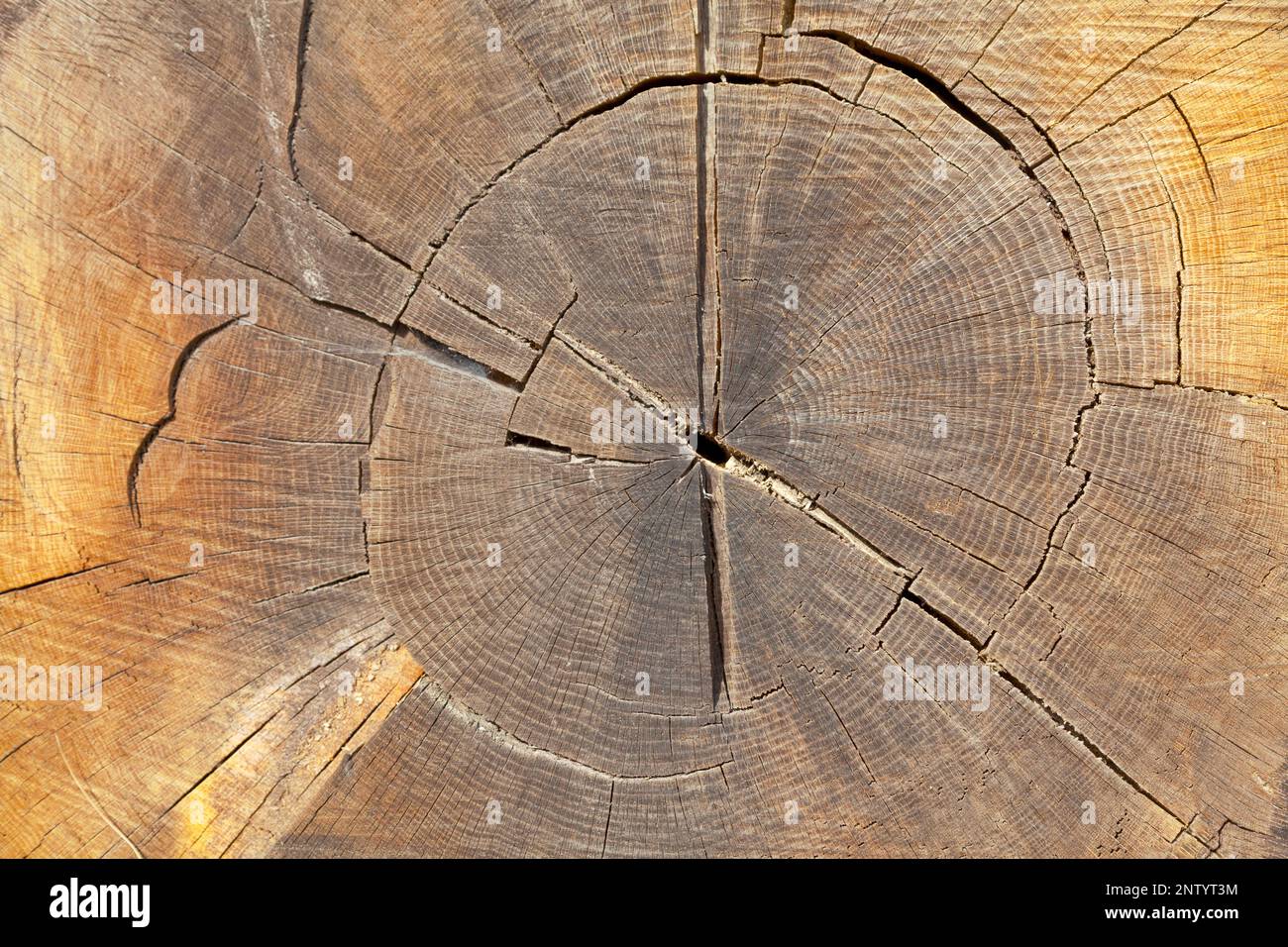 Extreme close up tree stump hi-res stock photography and images - Alamy