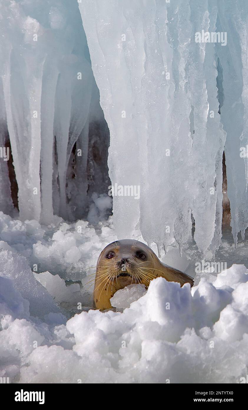 wild seal in Bakkai Port,Wakkanai, Hokkaido, Japan Stock Photo - Alamy