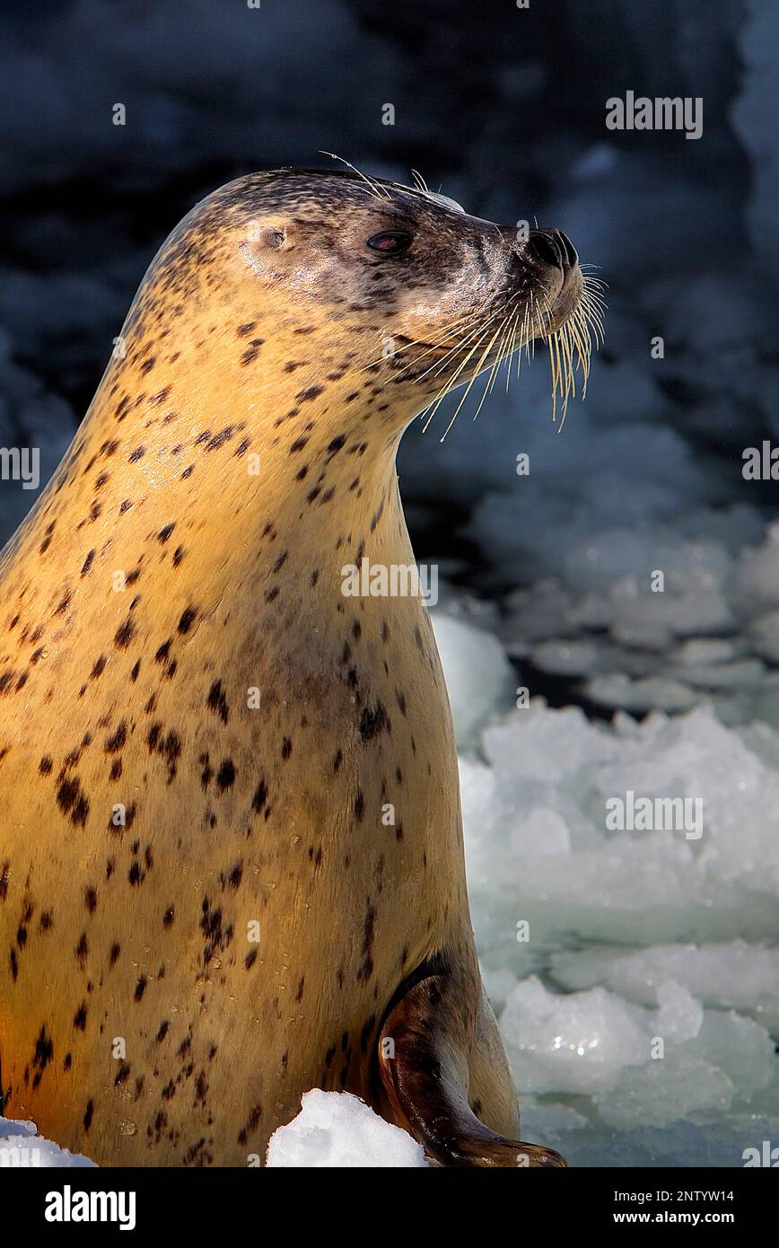 wild seal in Bakkai Port,Wakkanai, Hokkaido, Japan Stock Photo - Alamy
