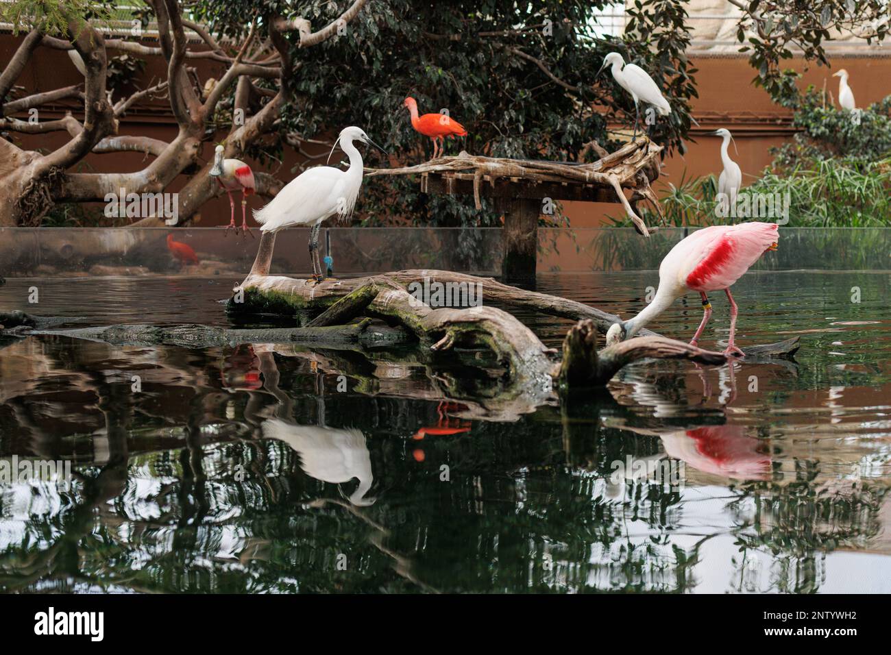 Roseate Spoonbill, Platalea ajaja, a Gregarious Wading Bird of the Ibis ...