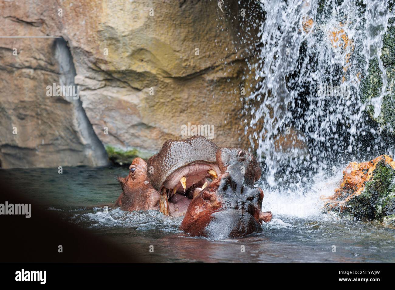 Two Hippos Playing with each Other immersed in Water opening their ...