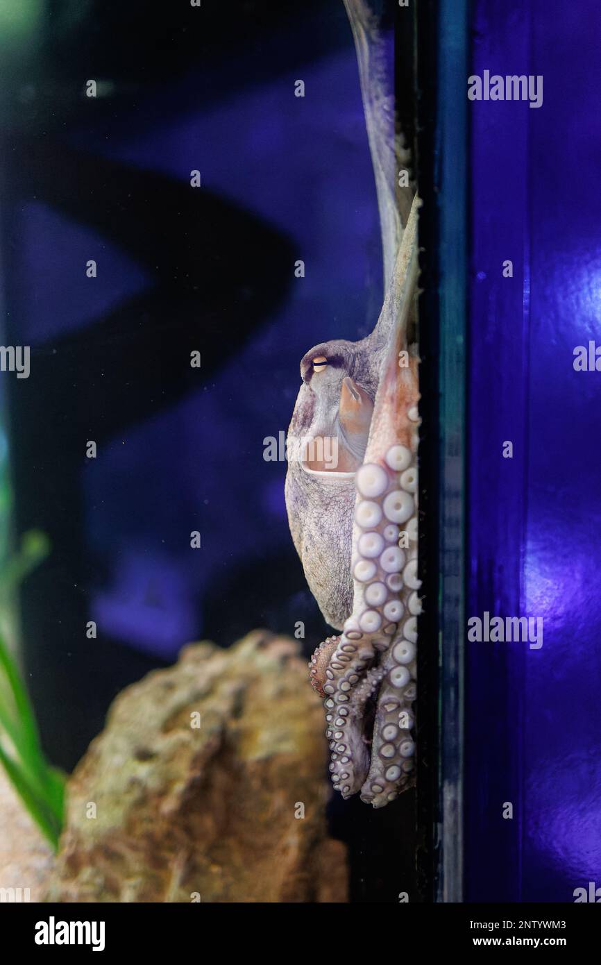 Gray Octopus with Long Tentacles attached to the wall of the Aquarium ...