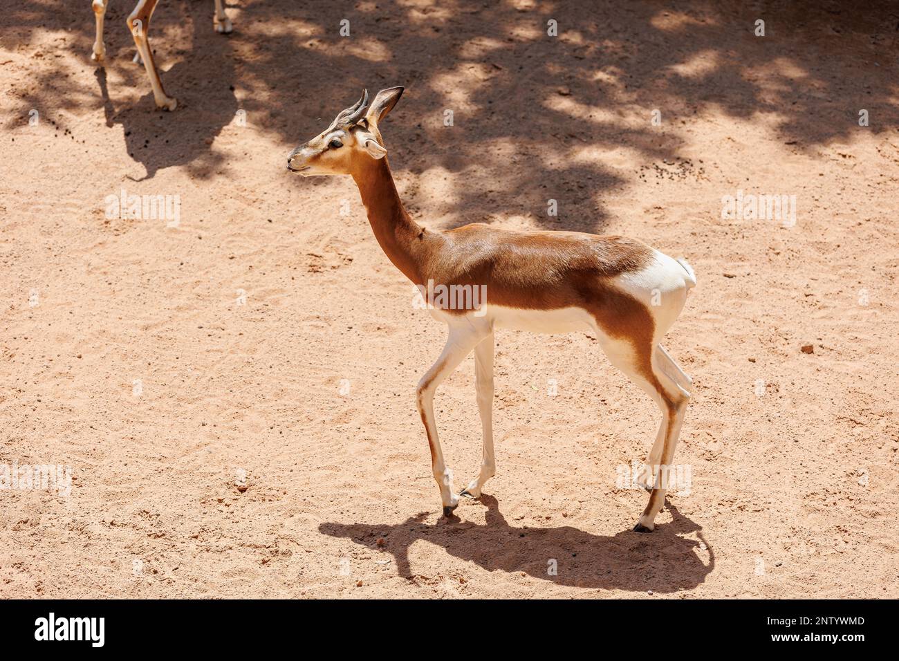 The Dama Gazelle - Nanger dama - also known as the Addra Gazelle or ...