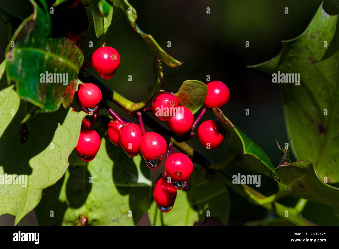 Finetooth holly hi-res stock photography and images - Alamy