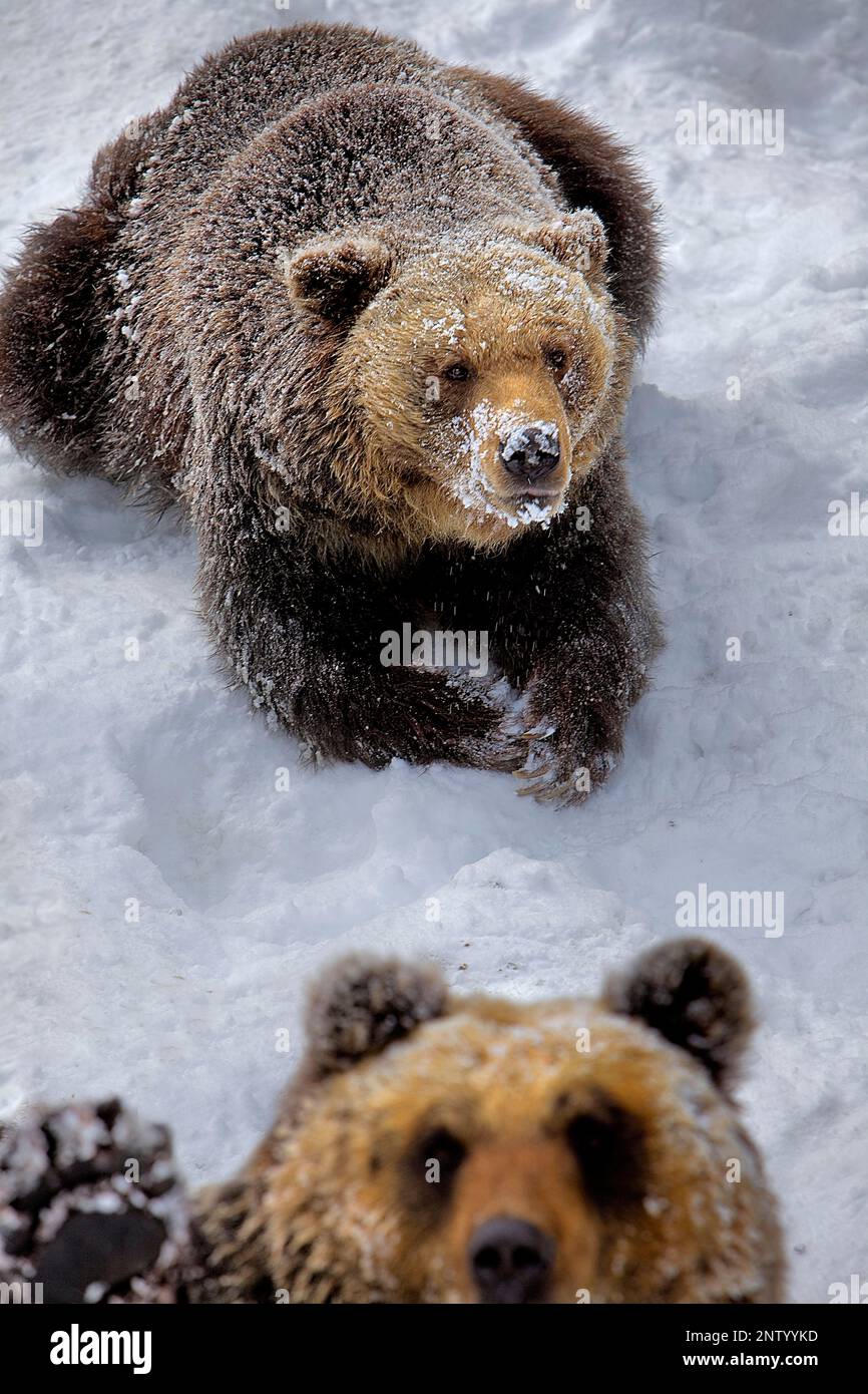 Japanese Brown Bear,Shiretoko National Park,Hokkaido,Japan Stock Photo ...
