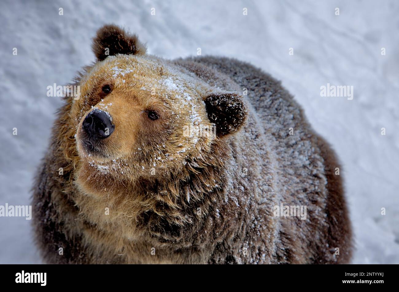 Japanese Brown Bear,Shiretoko National Park,Hokkaido,Japan Stock Photo ...