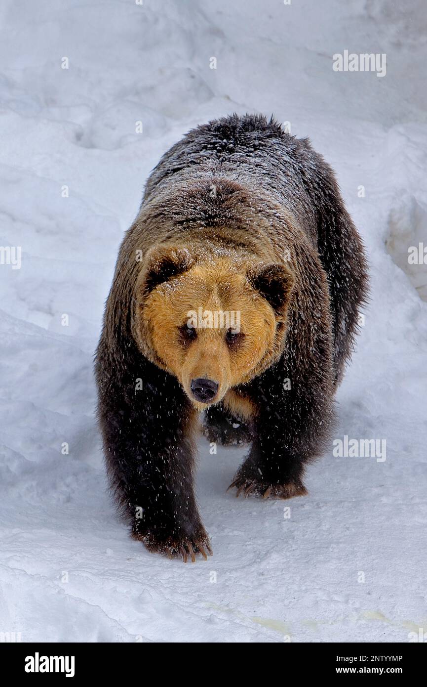 Japanese Brown Bear,Shiretoko National Park,Hokkaido,Japan Stock Photo ...