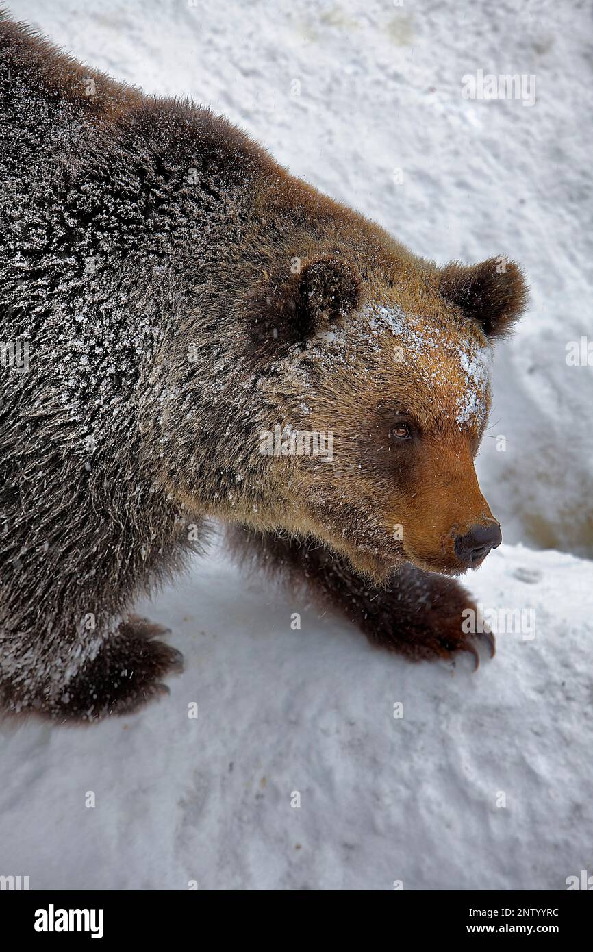 Japanese Brown Bear,Shiretoko National Park,Hokkaido,Japan Stock Photo ...