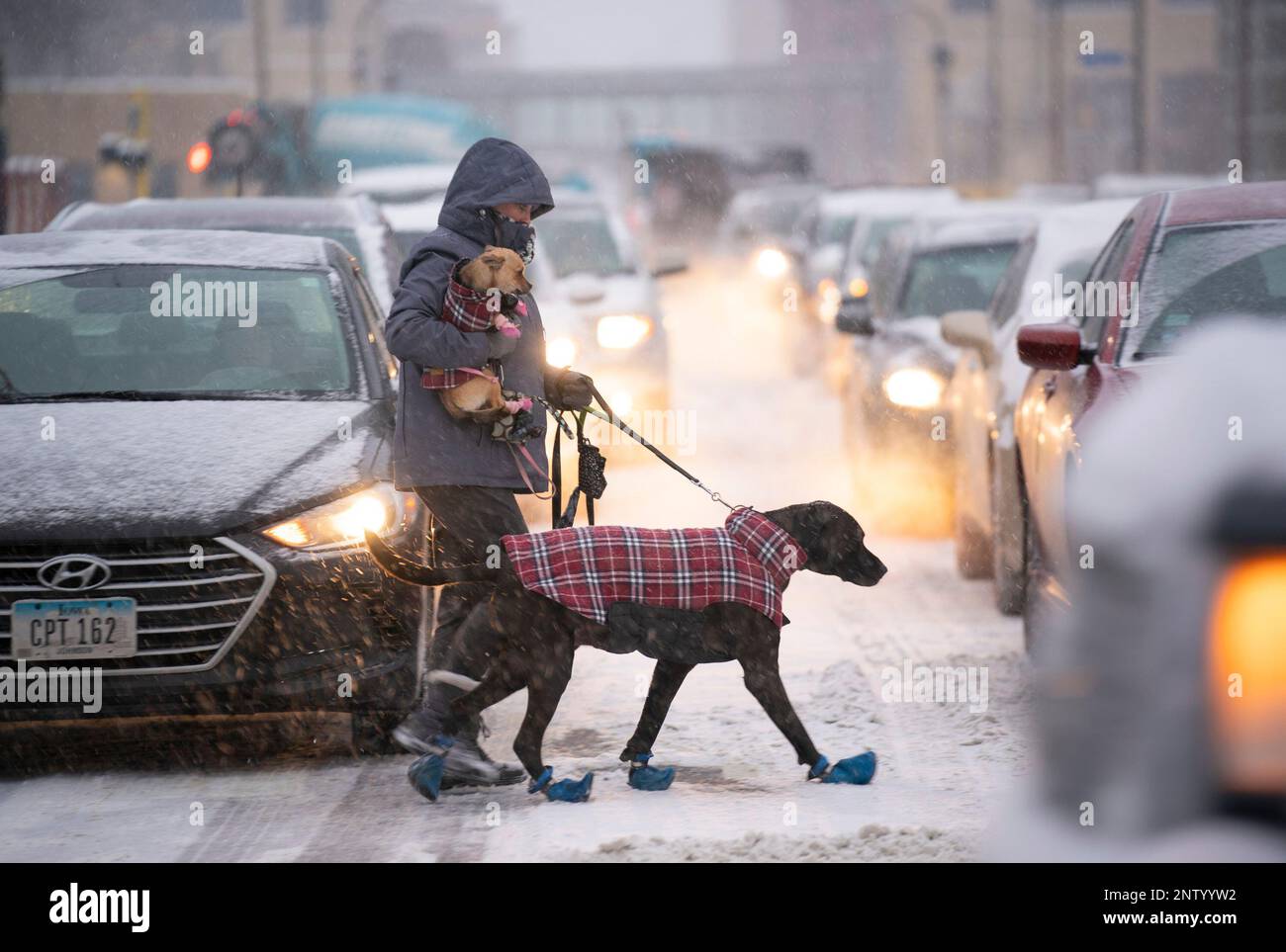 Amber Woller crossed Portland Ave. while on a walk with her dog Sagar ...