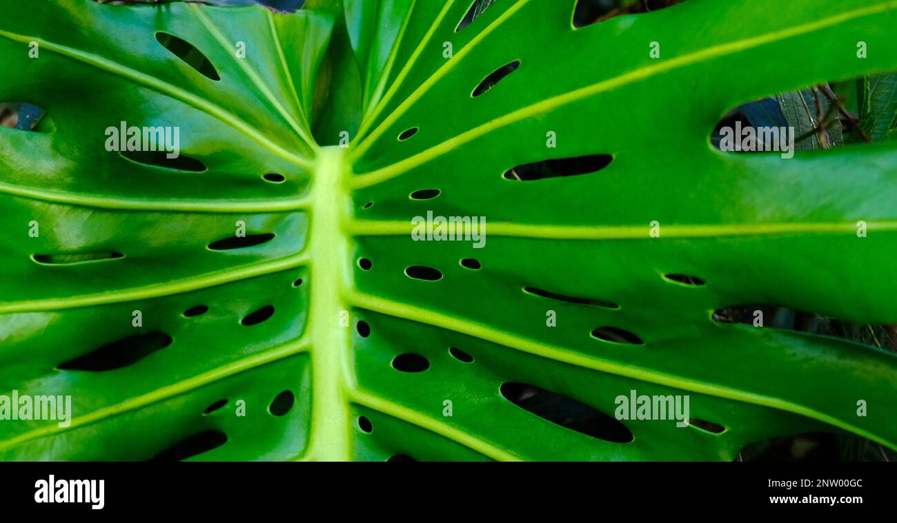 Green leaves of plant Monstera grows in wild climbing tree jungle ...