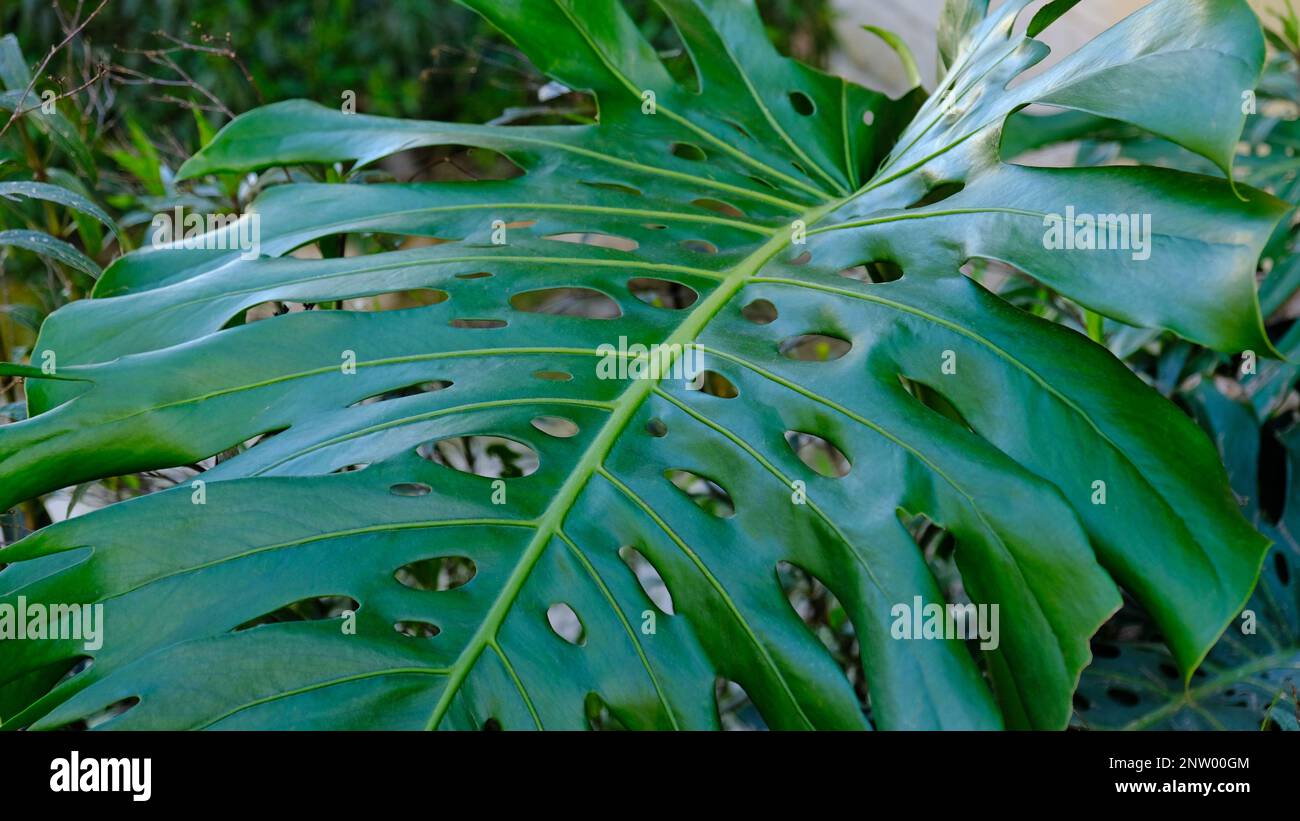 Green leaves of plant Monstera grows in wild climbing tree jungle ...