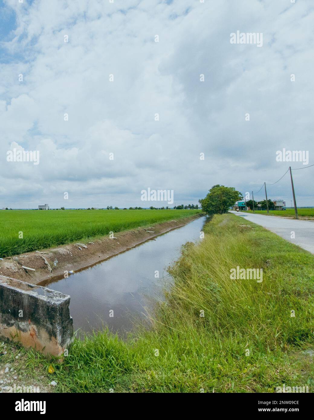 Water irrigation at the rice paddy field Stock Photo - Alamy