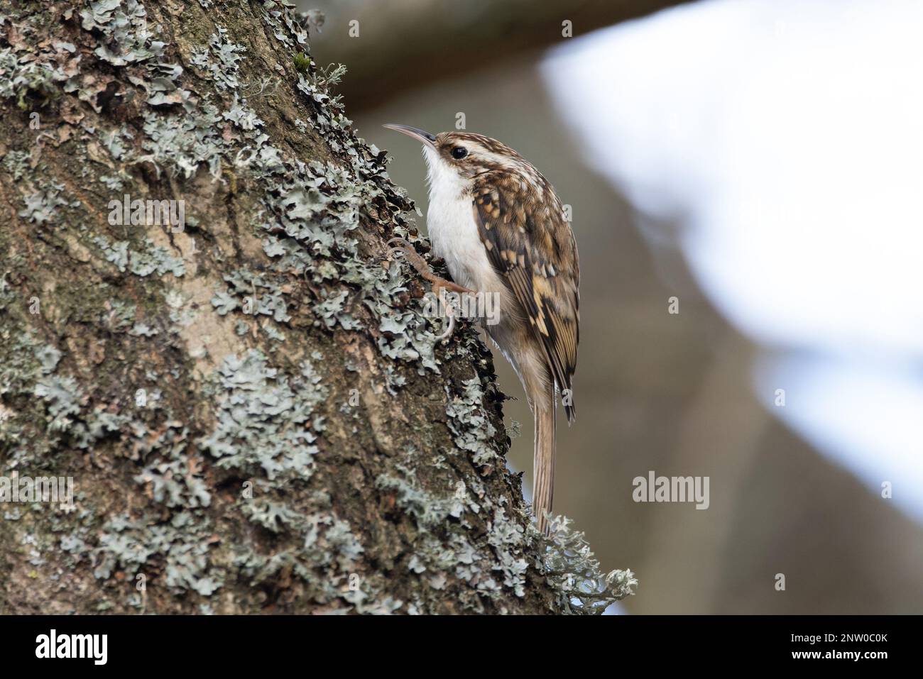 Treecreeper (Certhia familiaris) foraging on lichen covered tree trunk ...
