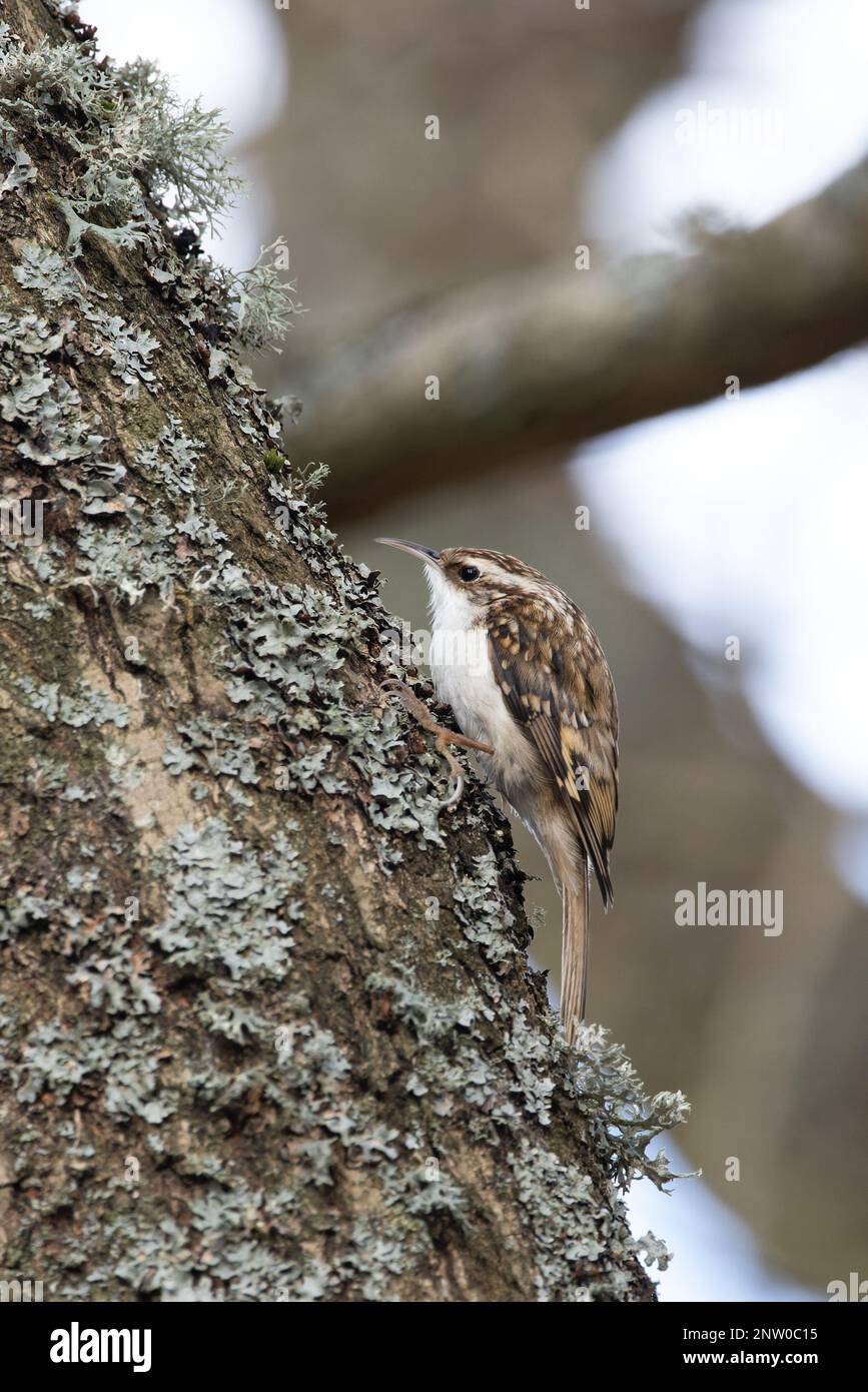 Treecreeper (Certhia familiaris) foraging on lichen covered tree trunk ...