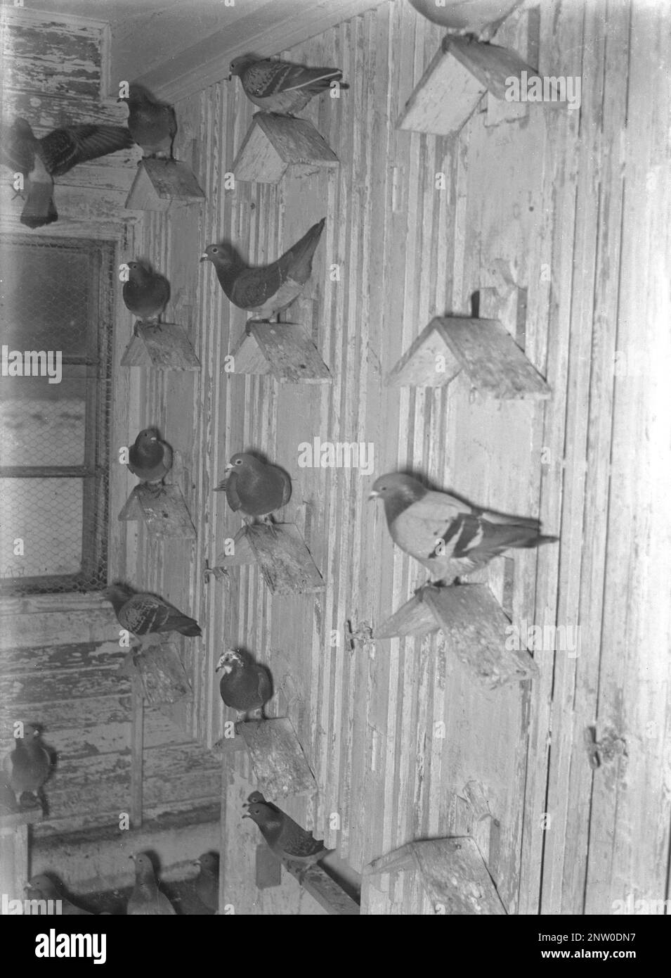 Homing pigeon ww2 hi-res stock photography and images - Alamy