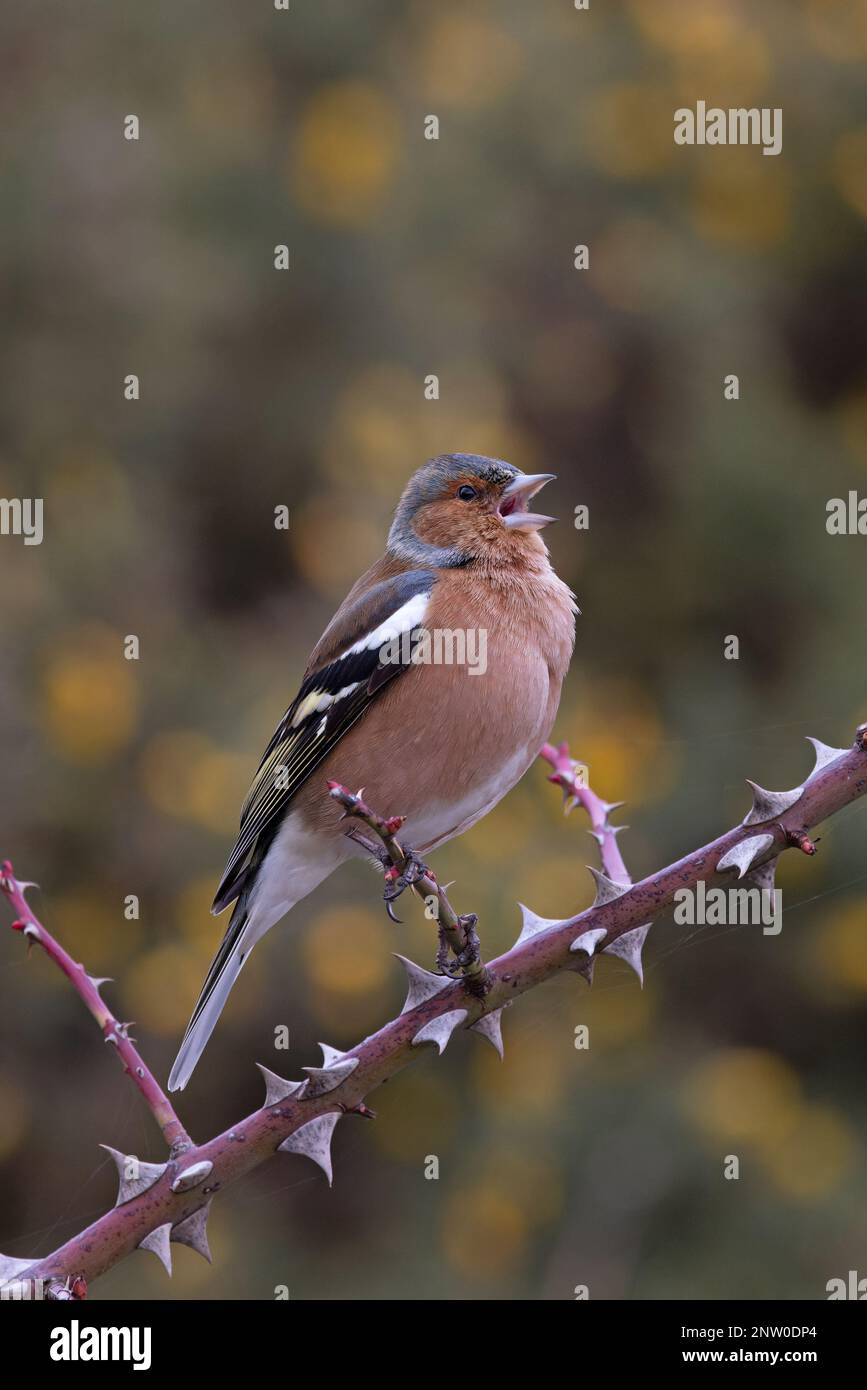 Chaffinches singing england hi-res stock photography and images - Alamy
