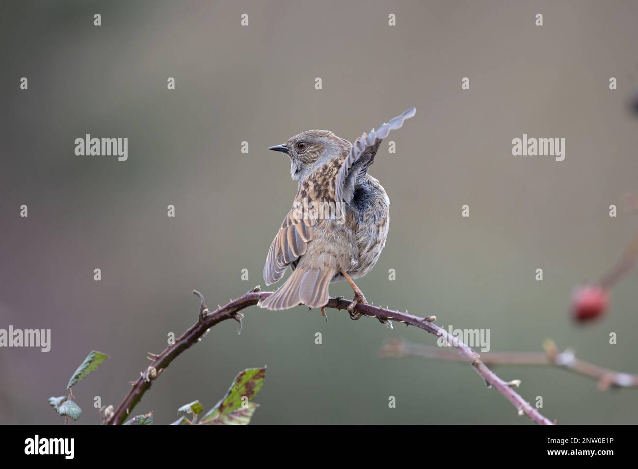 Dunnock (Prunella modularis) wing flapping display Suffolk UK GB ...