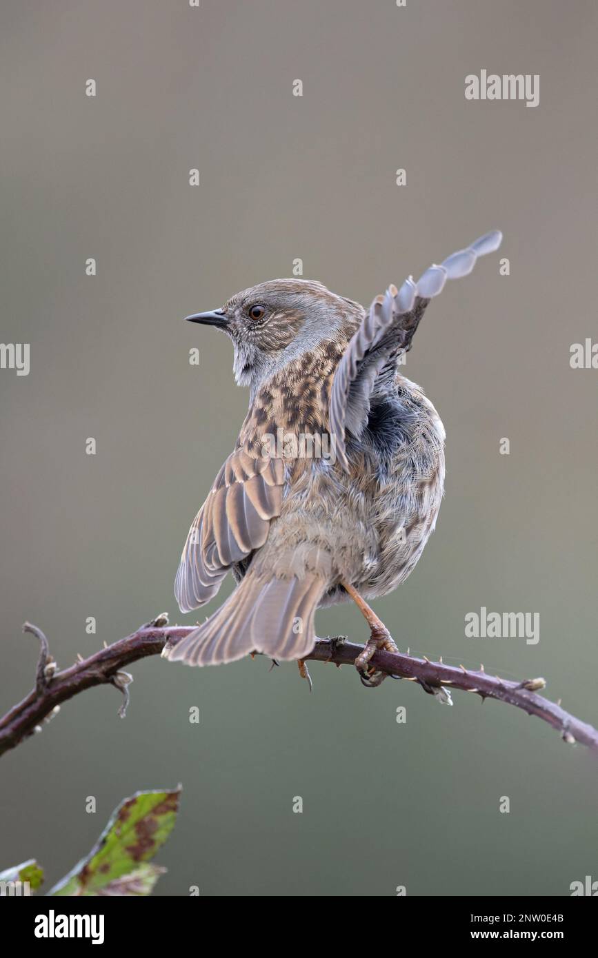 Dunnock (Prunella modularis) wing flapping display Suffolk UK GB ...
