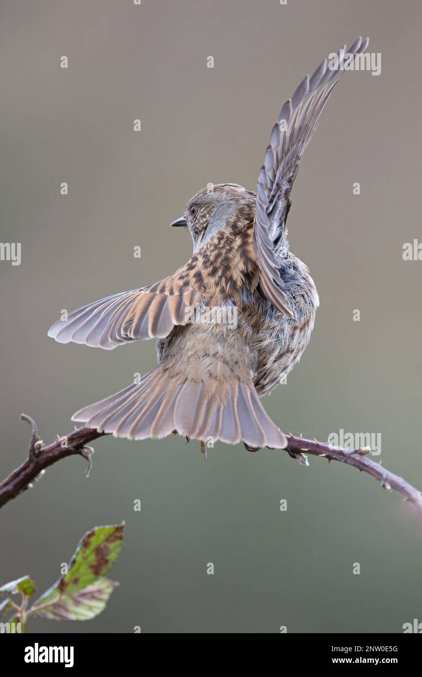 Dunnock (Prunella modularis) wing flapping display Suffolk UK GB ...