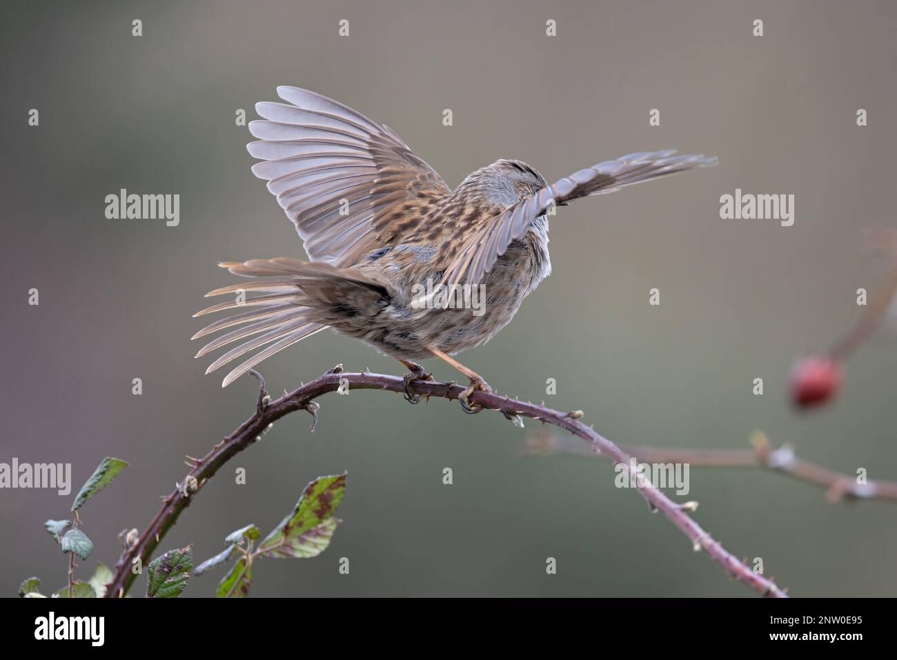 Flapping wing hi-res stock photography and images - Alamy