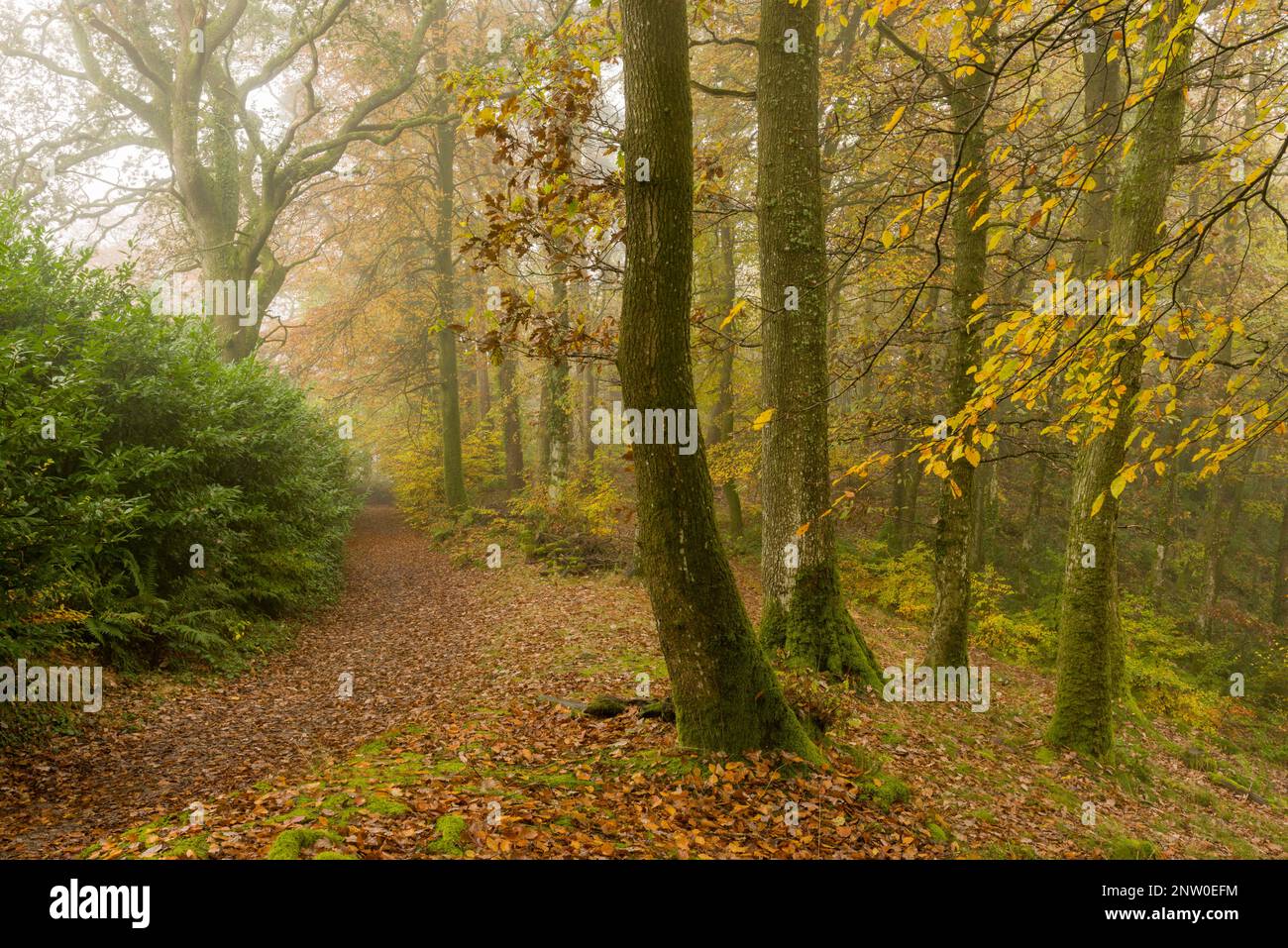 Autumn colour in a misty woodland at Weir Cleeve near Dulverton in the ...