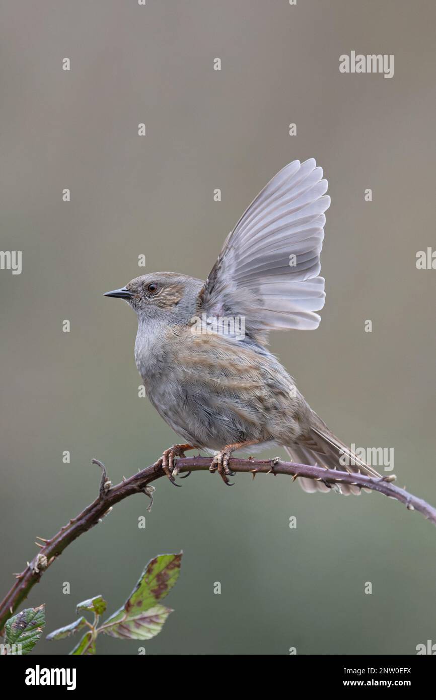 Dunnock (Prunella modularis) wing flapping display Suffolk UK GB ...