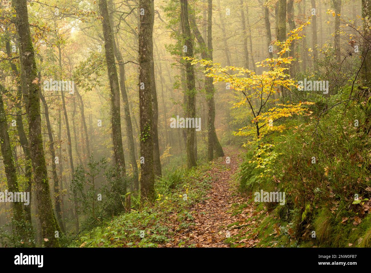 Autumn colour in a misty woodland at Weir Cleeve near Dulverton in the ...