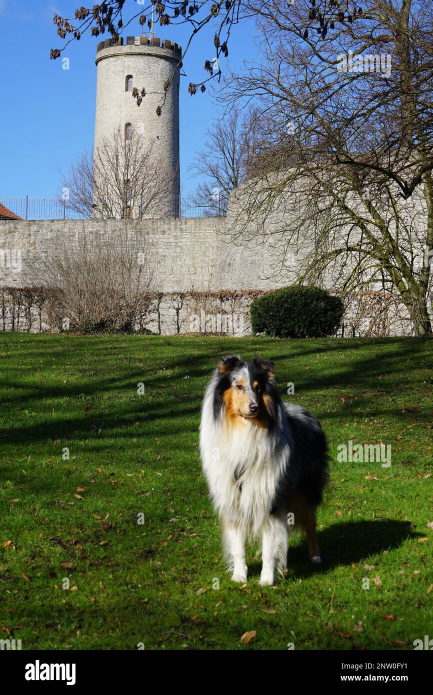 Nice picture dog hi-res stock photography and images - Alamy