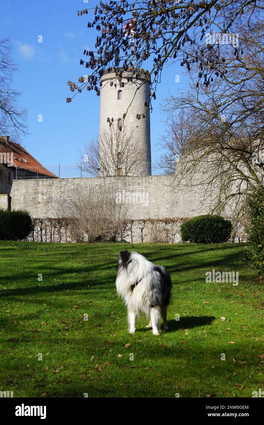 a collie at a castle in Europe called Sparrenburg in Bielefeld Stock ...