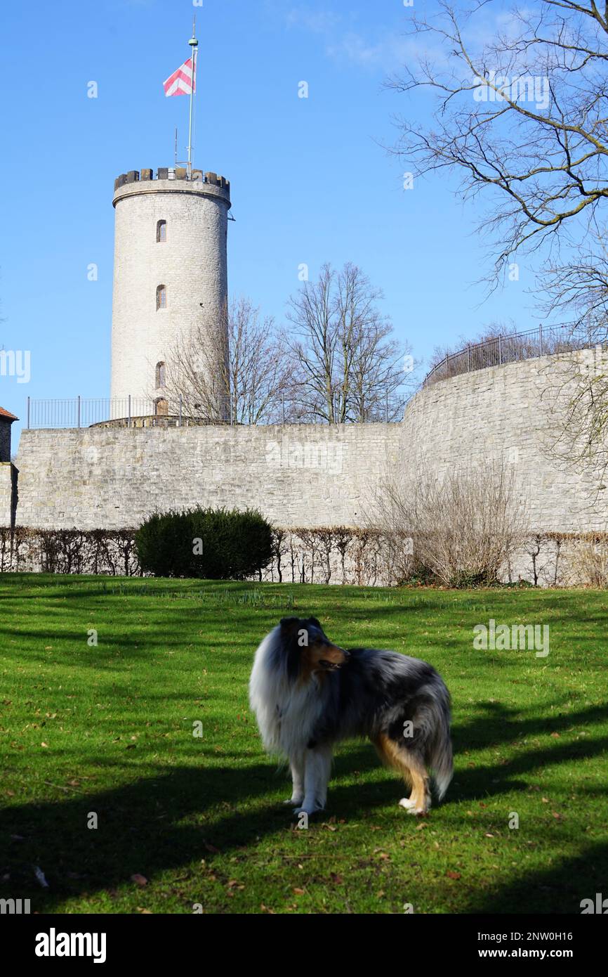 a collie at a castle in Europe called Sparrenburg in Bielefeld Stock ...