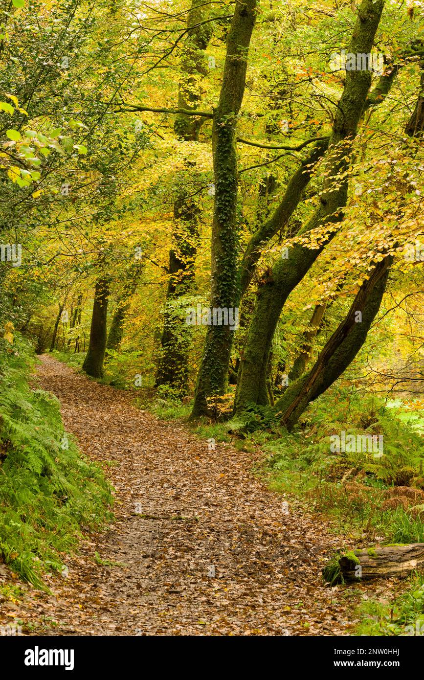 Autumn colour in Burridge Woods in the Barle Valley at Dulverton ...