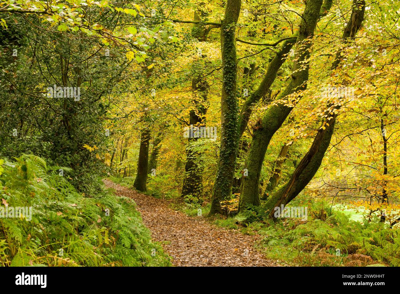 Autumn colour in Burridge Woods in the Barle Valley at Dulverton ...