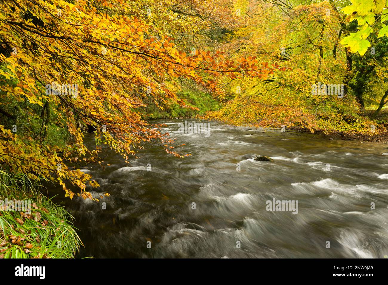 The River Barle through an autumnal Burridge Woods at Dulverton, Exmoor ...