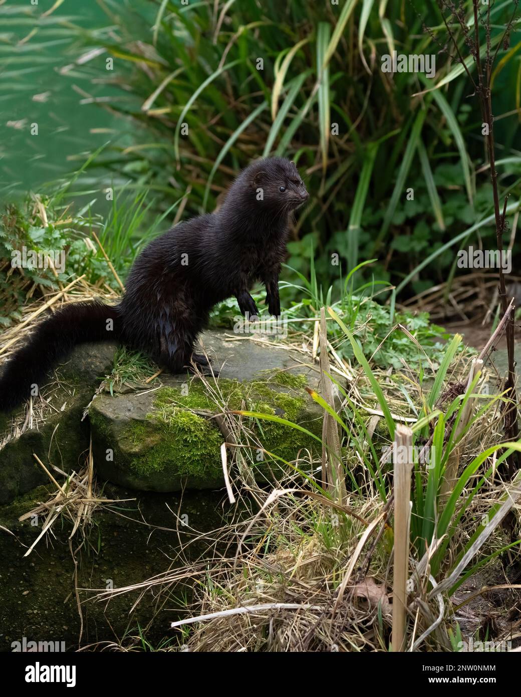 American mink-Mustela vision Stock Photo - Alamy