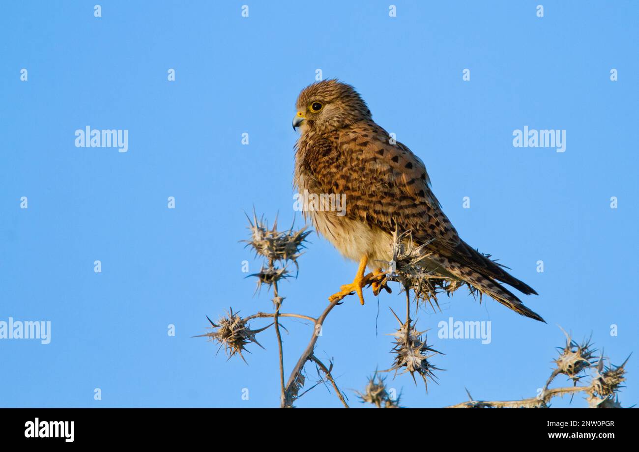 common kestrel Female (Falco tinnunculus Stock Photo - Alamy