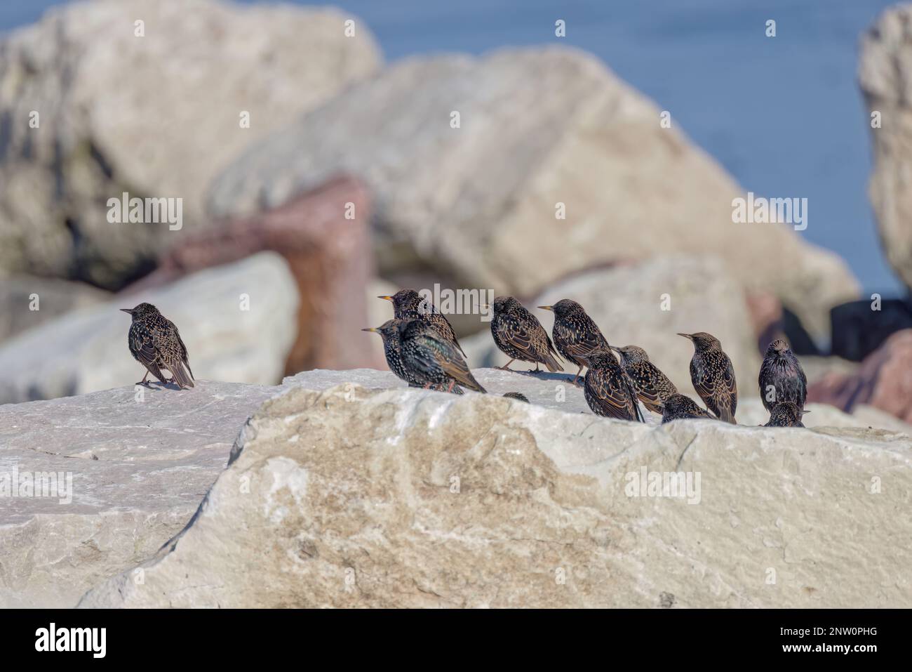 The common starling or European starling (Sturnus vulgaris) on a shore ...