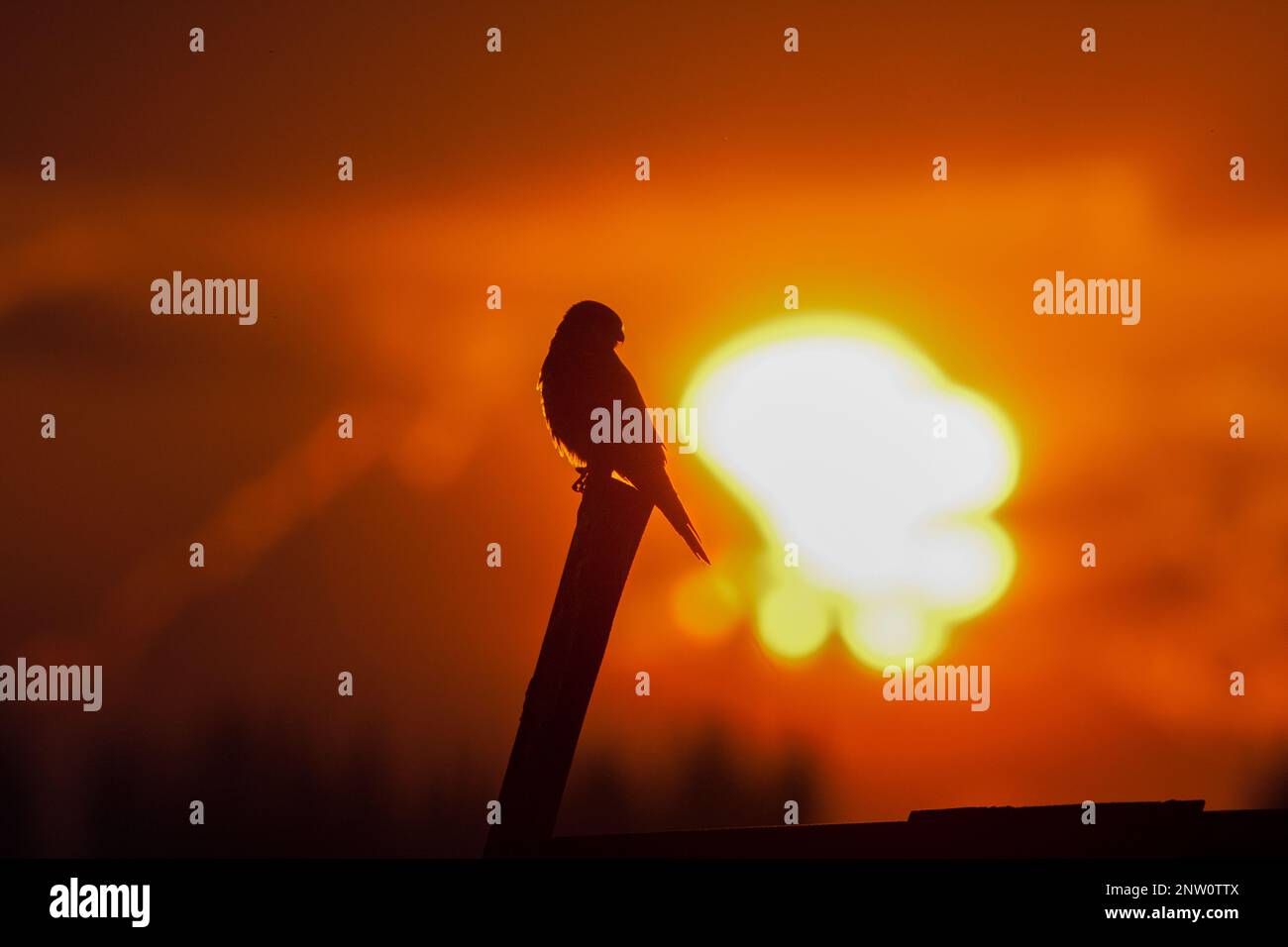 common kestrel (Falco tinnunculus) Silhouette of a falcon at sunset ...
