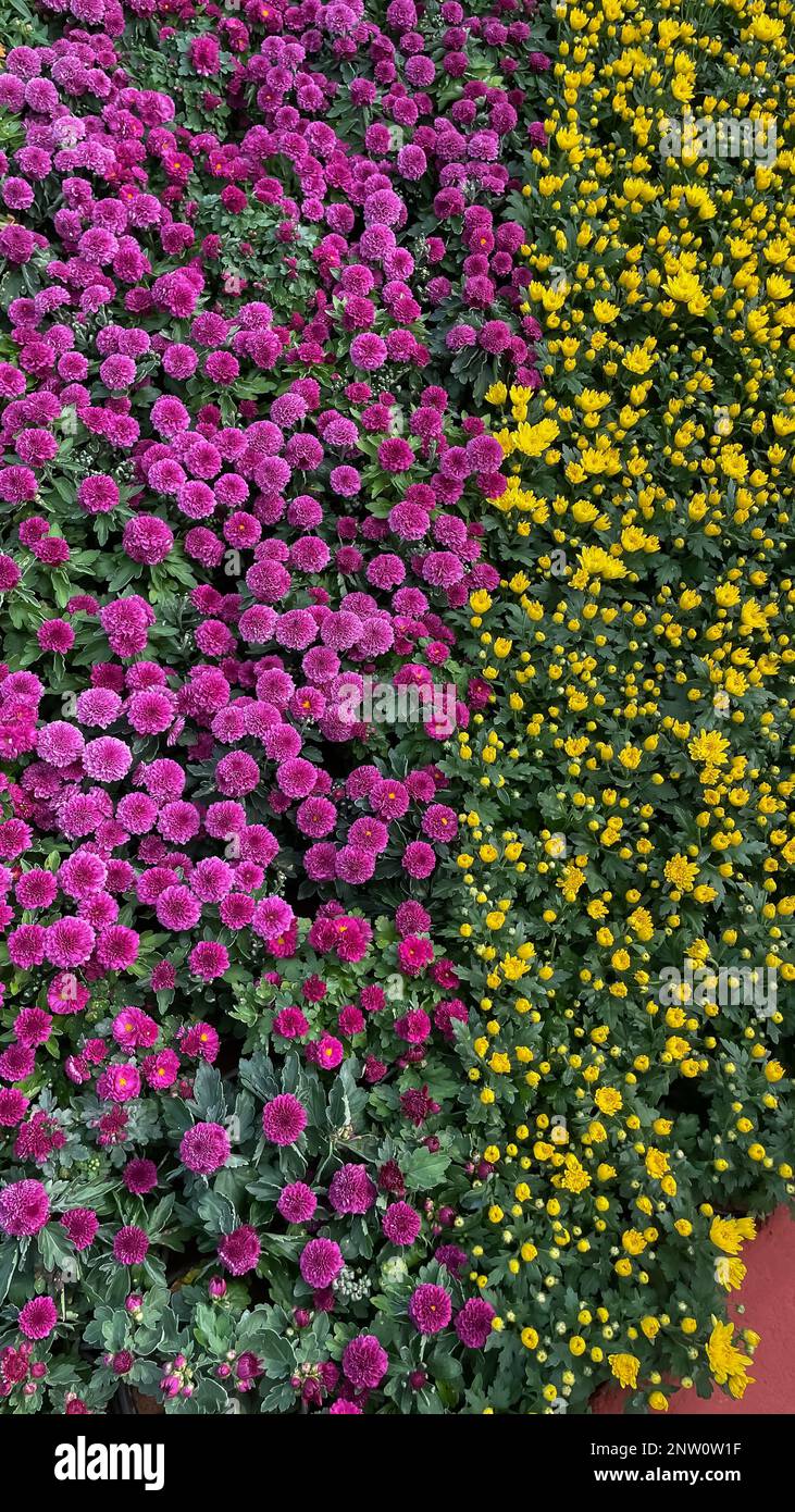 Many color varieties hi-res stock photography and images - Alamy