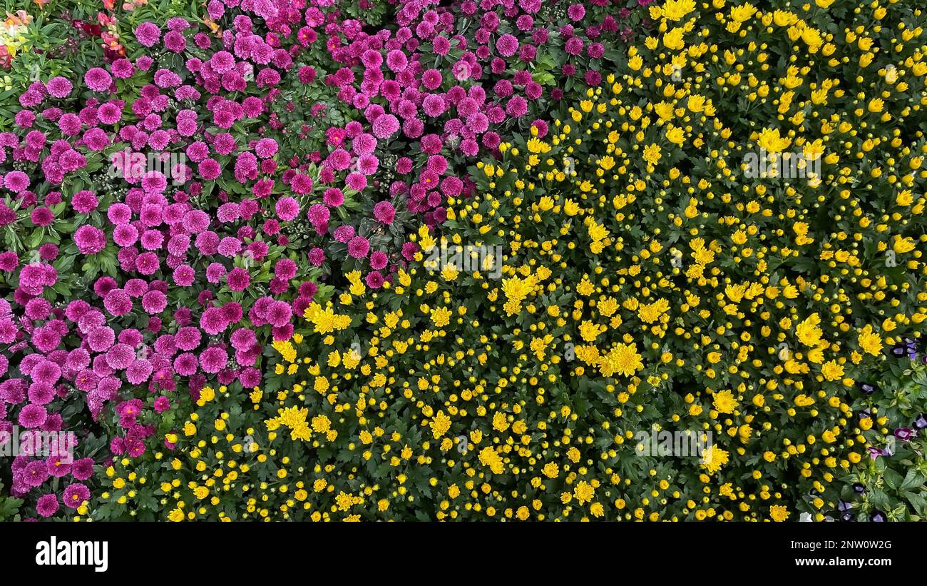 Flowers of many varieties and color blooming in a garden Stock Photo ...